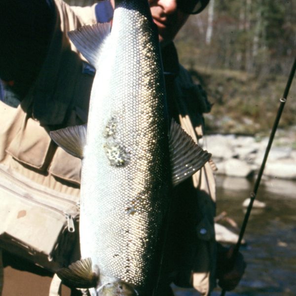 A Fall Guide on How To Catch a Landlocked Salmon