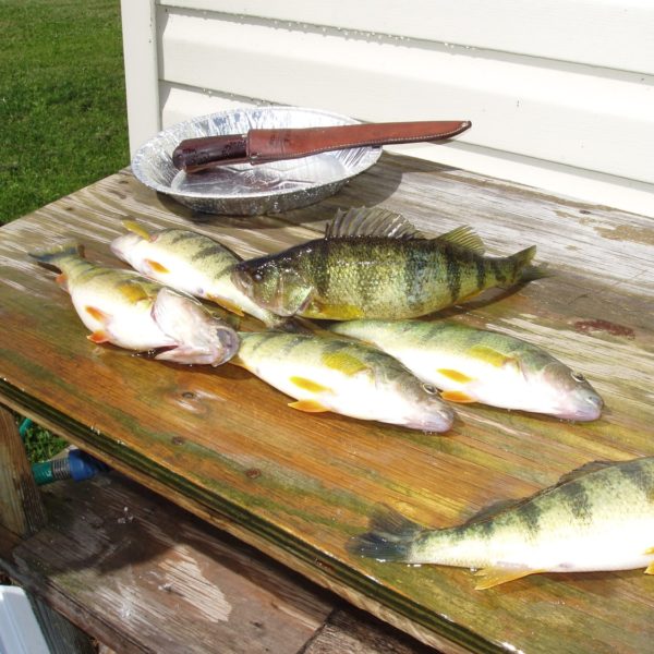 Best Lake Perch Fishing on Lake Ontario, NY