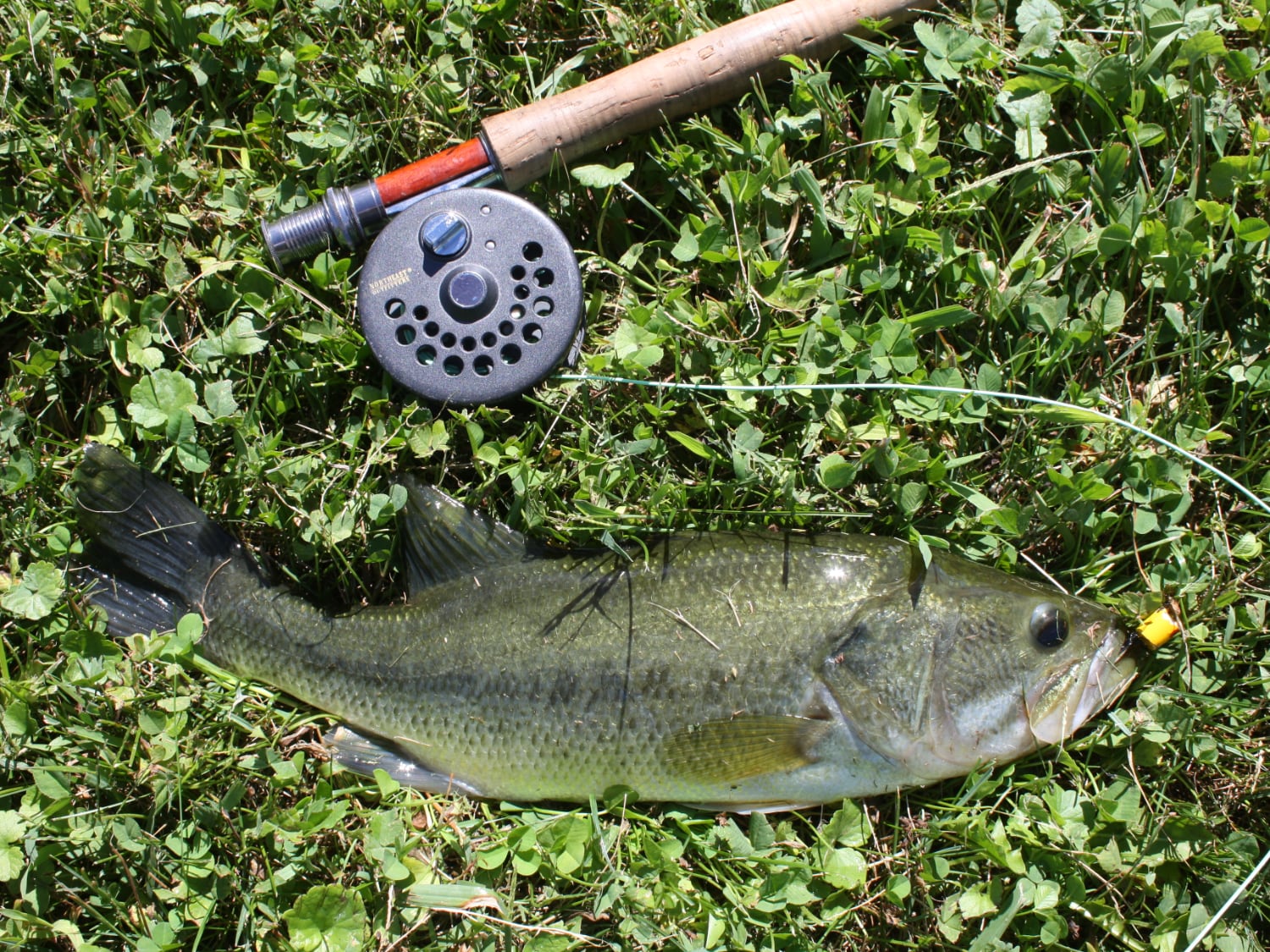 Be Successful while Fishing Poppers for Bass - FishNY