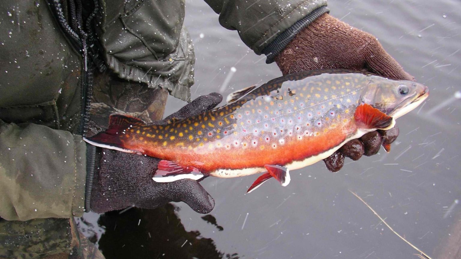Freshwater Game Fish Species In New York State