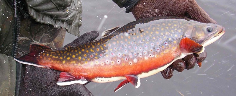 Mastering Seasonal Fishing Techniques on Second Lake