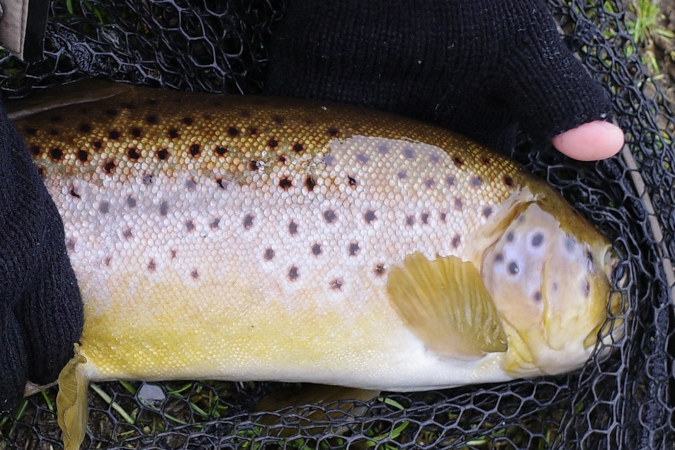 Mohawk River Fishing - Fish Species, Seasons, Tips and Spots