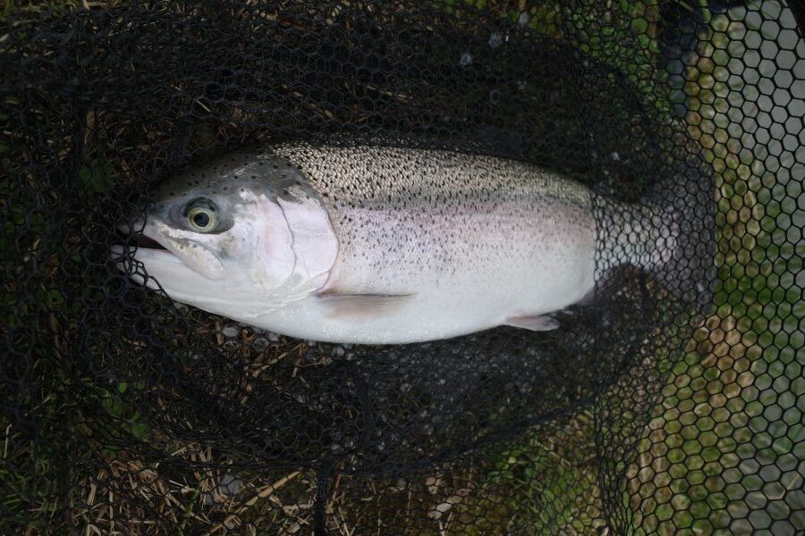 Steelhead Fishing in NY: Tips, Spots & Techniques
