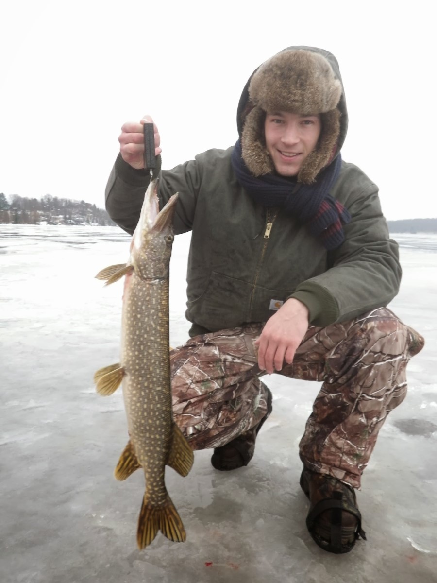Northern Pike in NY: Identification, Habitat & Fishing Tips
