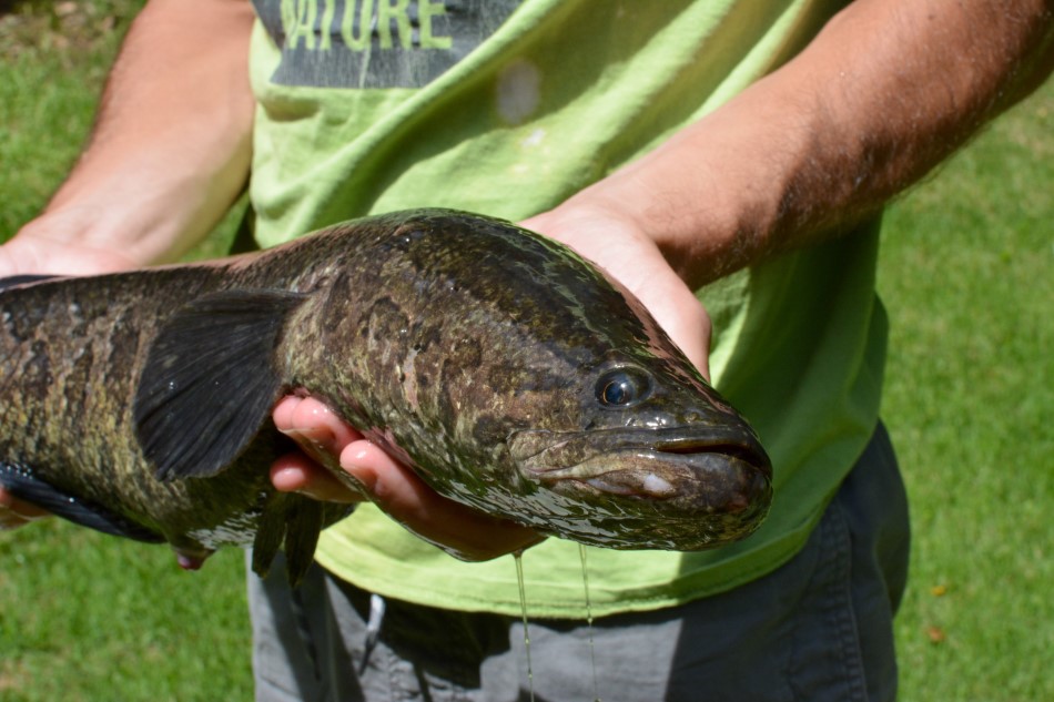 Bowfin Fishing in NY State: ID, Habitat & Tips