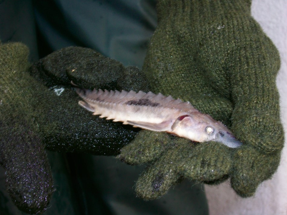 Sturgeon in NY: Identification, Habitat & Conservation